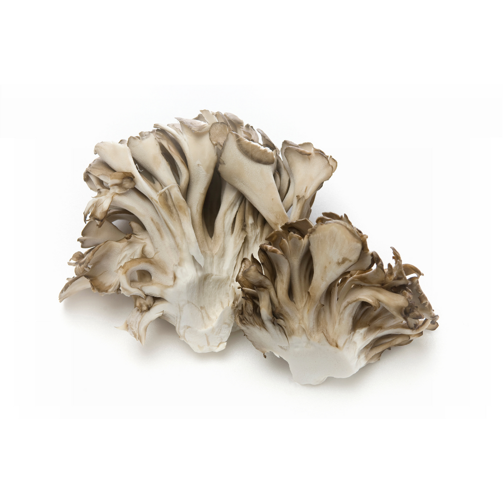 Maitake Extract – Lion & Bear
